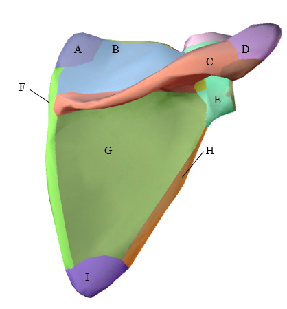 Solved Label the following Bony Landmarks: B) D) E) H) I) | Chegg.com